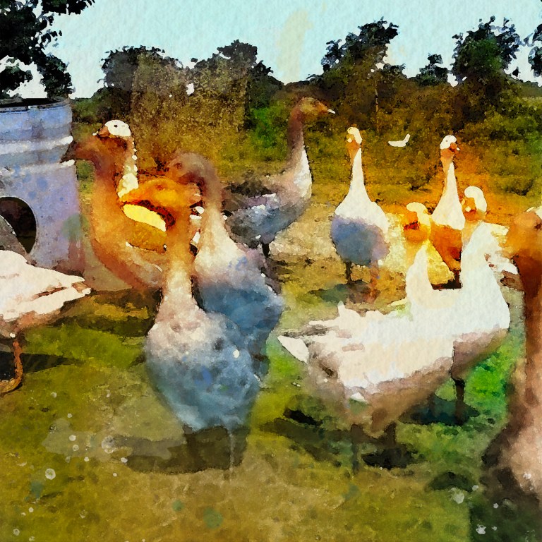 digital – RUSTY NELSON